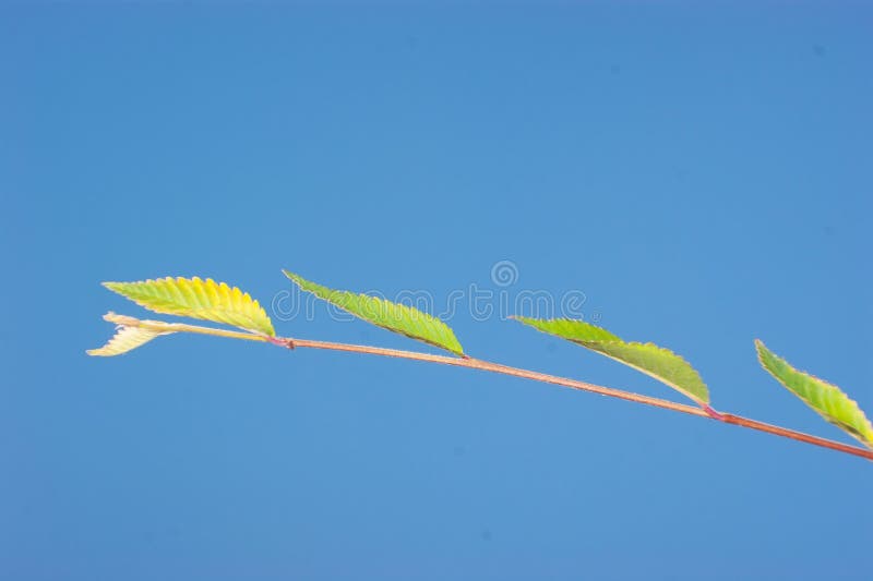 De Bomen Van De Iep Met Groene Bladeren Stock Foto - Image of ...