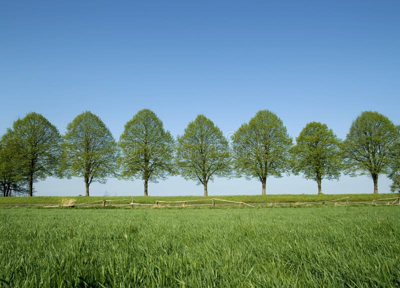 De bomen van de lente stock foto. Image of land, boom - 9050922