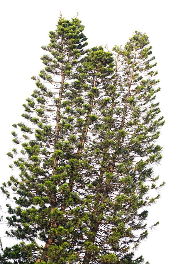 De bomen van de pijnboom stock foto. Image of groen, installaties ...