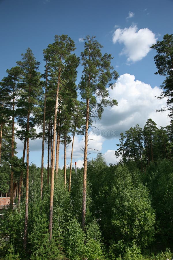 De bomen van de pijnboom stock afbeelding. Image of pijnboom - 9958729
