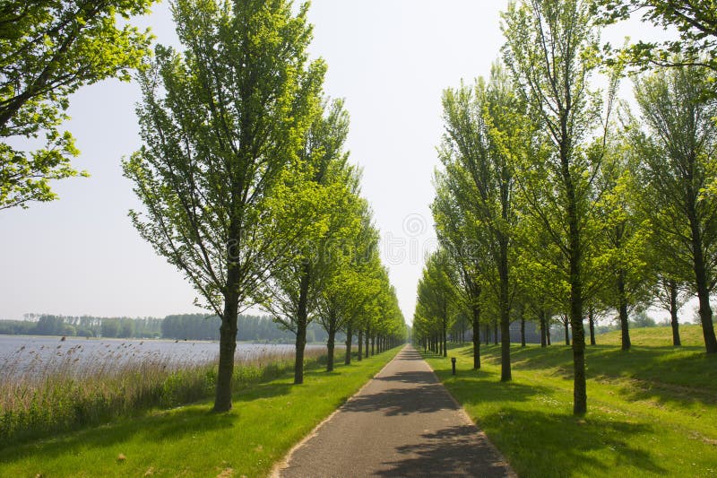 De Bomen Van De Rij En Fietsweg Stock Afbeelding - Image of nederland ...