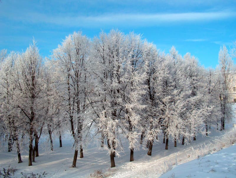 De bomen van de winter stock foto. Image of blauw, zonnig - 306816