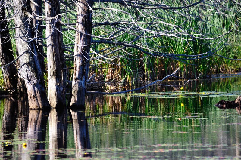 Moerasbomen stock foto. Image of overstroomd, bomen, bezinning - 21497504