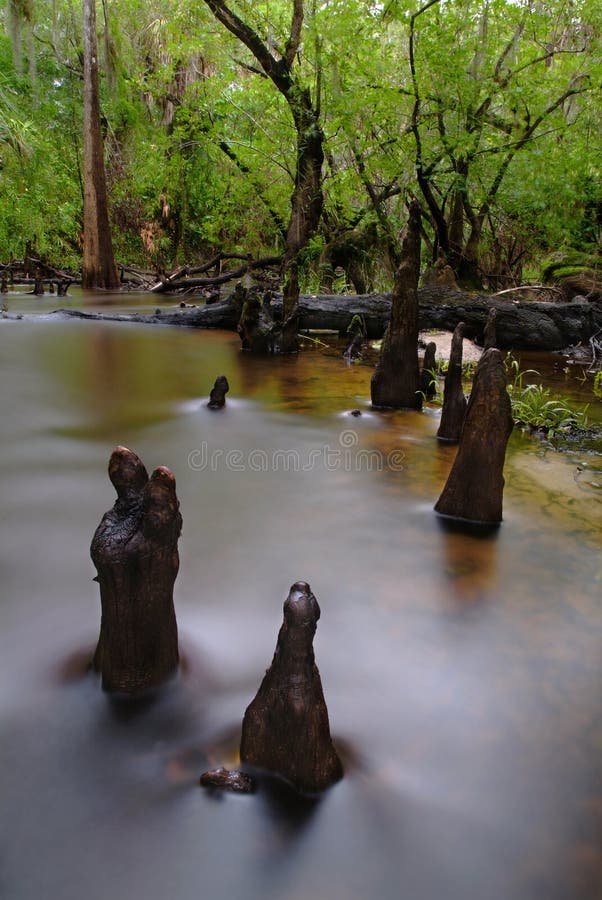 De Bomen Van Het Moeras Van De Cipres Stock Foto - Image of water ...
