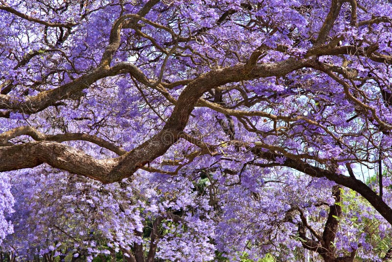 Jacarandabomen stock foto. Image of takken, velen, vrij - 16583990