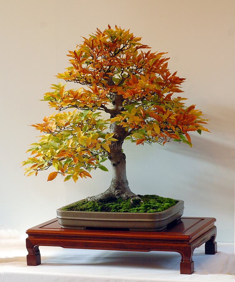 De Bonsai Van De Beuk in Dalingskleur Stock Afbeelding - Image of ...