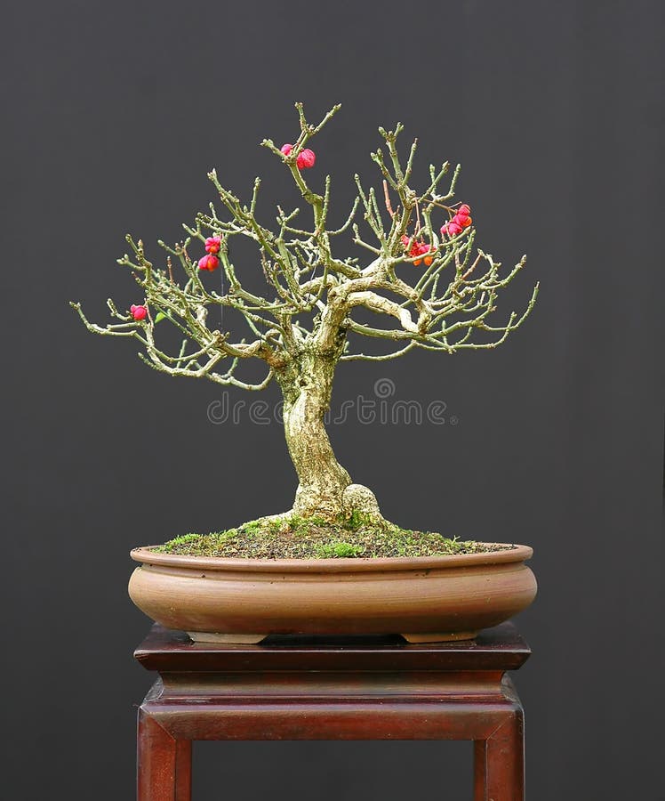 De Bonsai Van Euonymus Met Bessen Stock Foto - Image of bonsai, boom ...