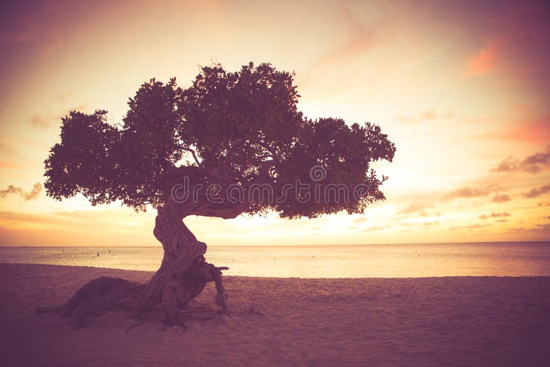 De Boom Aruba Van Divi Van Divi Stock Foto - Image of zand, kust: 97553568