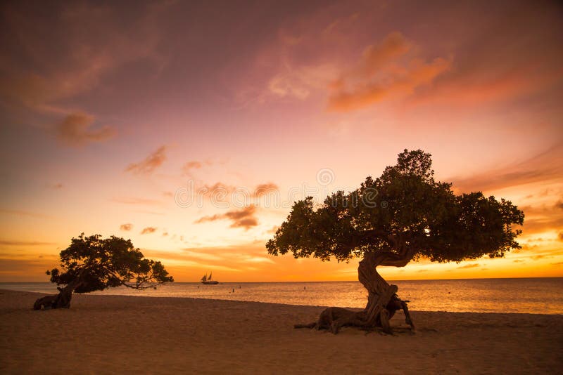 De Boom Aruba Van Divi Van Divi Stock Foto - Image of reis, aruba: 97553590