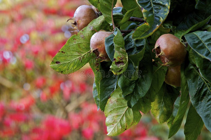 De Boom En Het Fruit Van De Mispel in De Herfst, Tudeley, Kent, Het UK ...