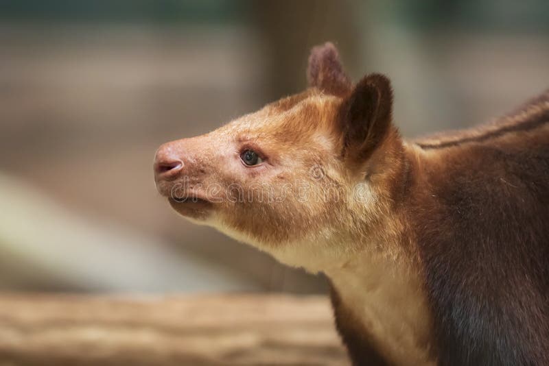 Andenboom Kangaroo Dendrolagus Goodfellowi Buergersi Volwassen Stock ...