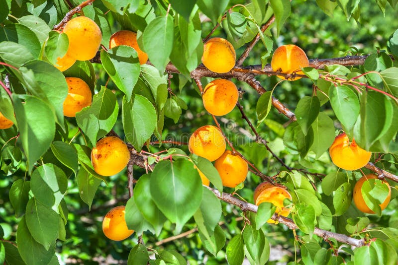 Abrikozenboom met vruchten stock foto. Afbeelding bestaande uit voeding ...