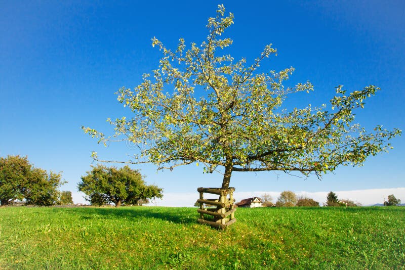 De Boom Van Apple in De Tuin Stock Foto - Image of bloemen, gebied ...