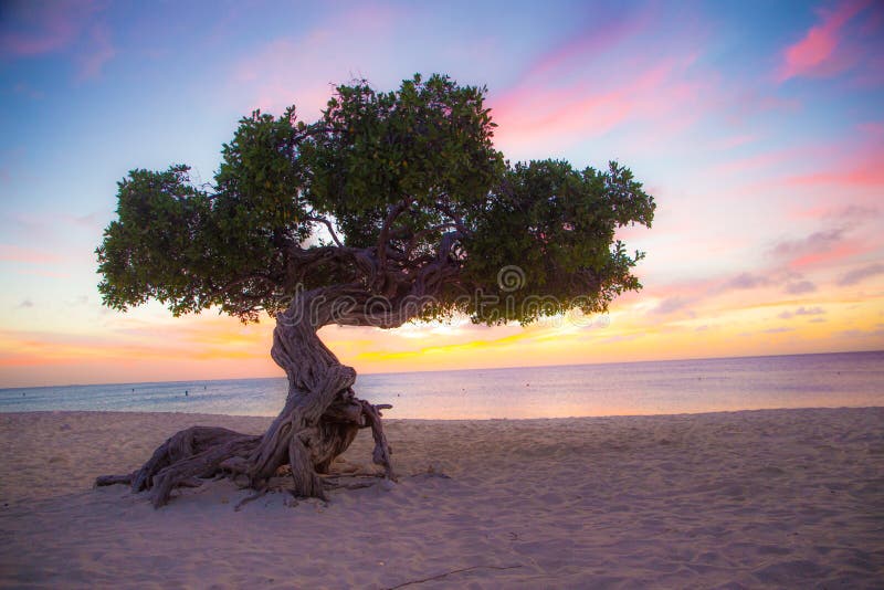 Dividiviboom op Aruba stock foto. Image of boom, schemering - 37685604