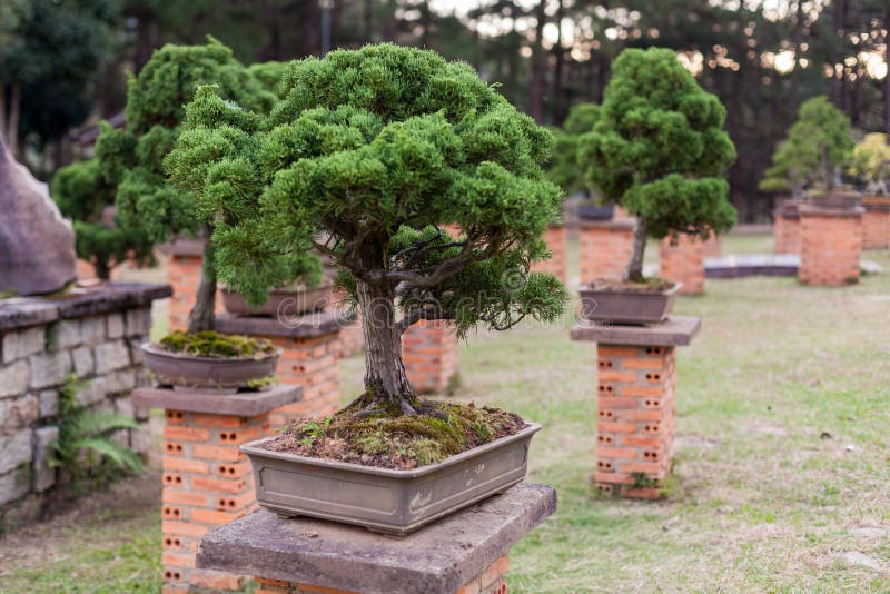 De Boom Van De Bonsai in De Tuin Stock Foto - Image of madeliefje ...