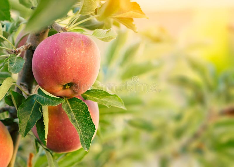 De boom van de appel stock foto. Image of appelen, groei - 76911570