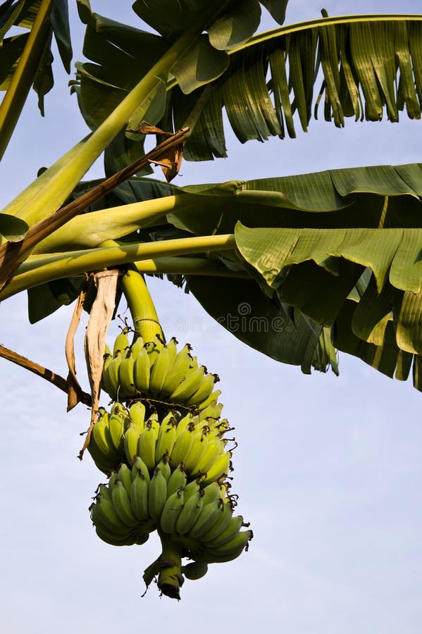 Bananenboom stock afbeelding. Image of groen, industrieel - 20678307