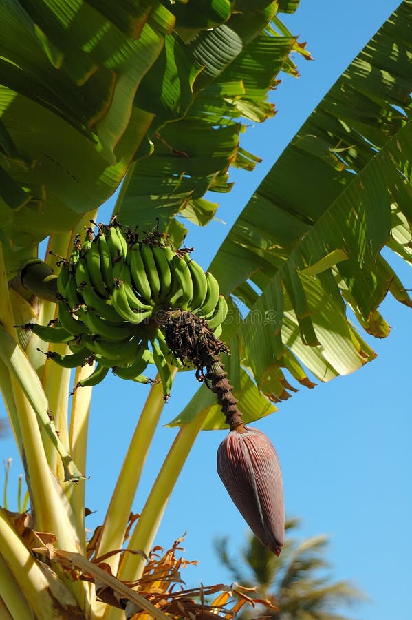 Bananenboom stock foto. Image of vrucht, productie, voedsel - 3552796