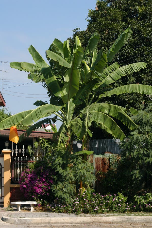 Bananenboom stock foto. Image of gewas, boer, bijlage, landbouw - 479626