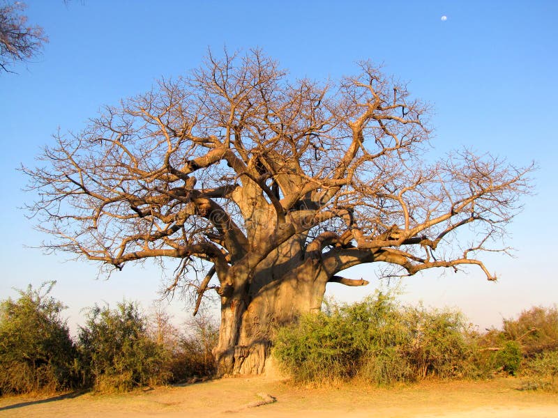 Baobab - Boom in Het Autochtone Landschap in Het Landschap Van Het ...