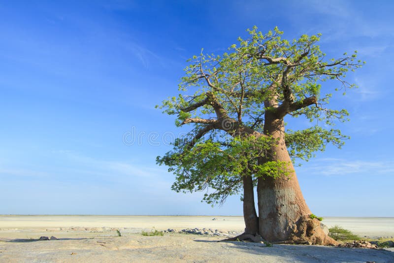 De Zeldzame Baobab is Een Van De Tien Mooiste Bomen Ter Wereld! Stock ...