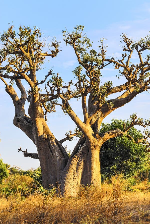 De Boom .SENEGAL Van De Baobab Stock Afbeelding - Afbeelding bestaande ...