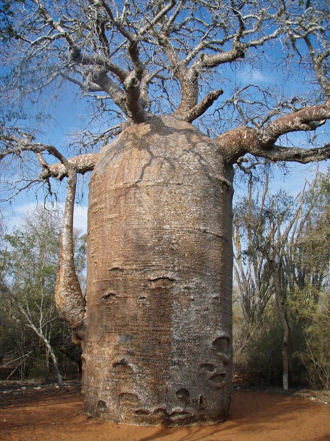 De Boom van de baobab stock foto. Image of stam, boomstam - 5400184