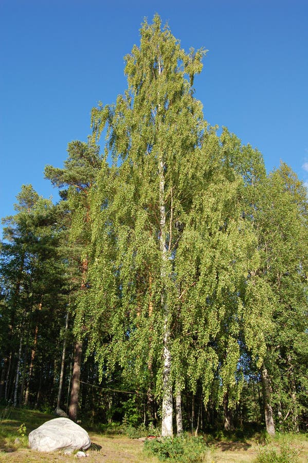 De boom van de berk stock afbeelding. Image of botanisch - 12256597