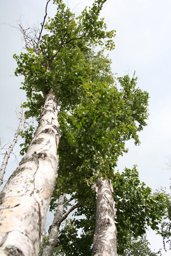 De Boom van de berk stock afbeelding. Image of lang, bladeren - 4376279