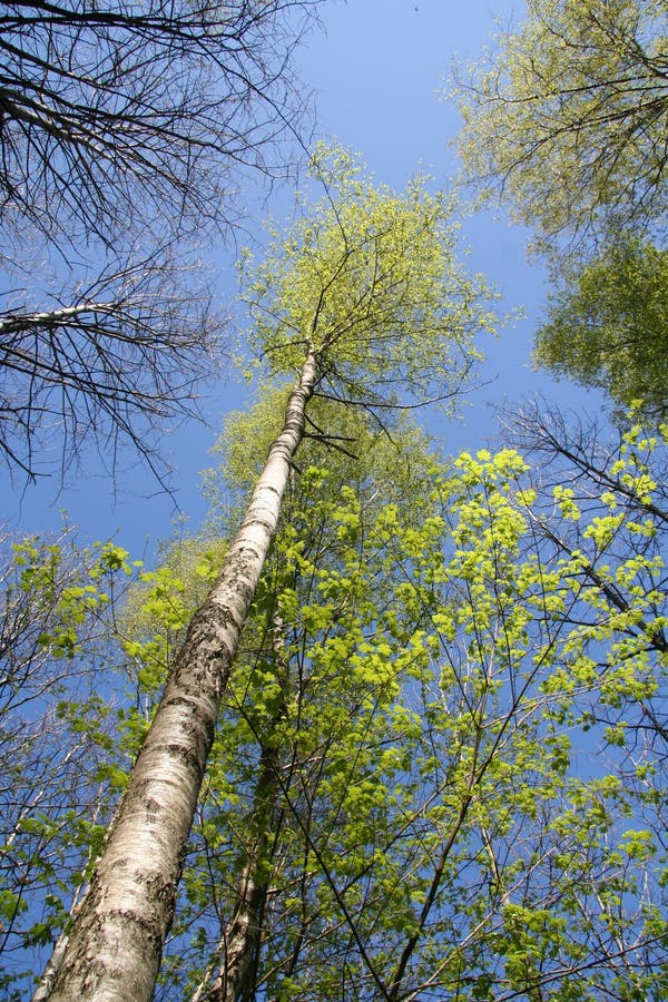 De boom van de berk stock afbeelding. Image of tuin, lente - 6804829