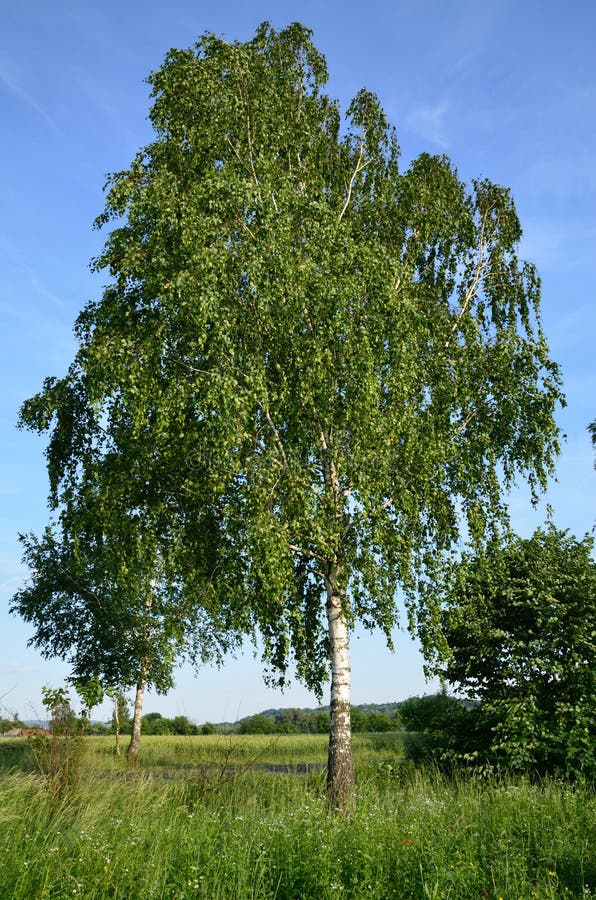 De Boom Van De Berk Op De Gebiedsrand Stock Foto - Afbeelding bestaande ...