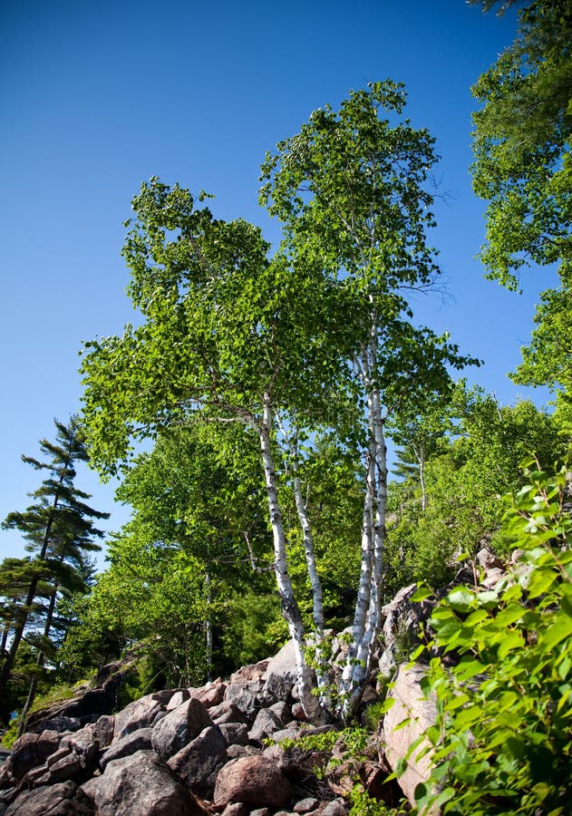 De Boom van de berk stock afbeelding. Image of zomer, berk - 9916449
