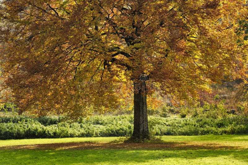 De Boom Van De Beuk In De Herfst Stock Foto - Afbeelding bestaande uit ...
