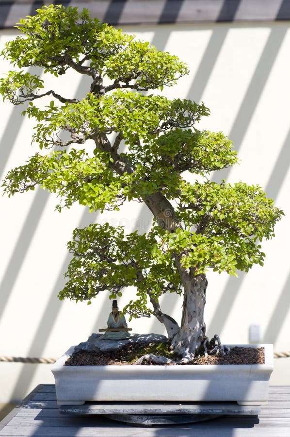 De Boom van de bonsai stock afbeelding. Image of boomstam - 10774999