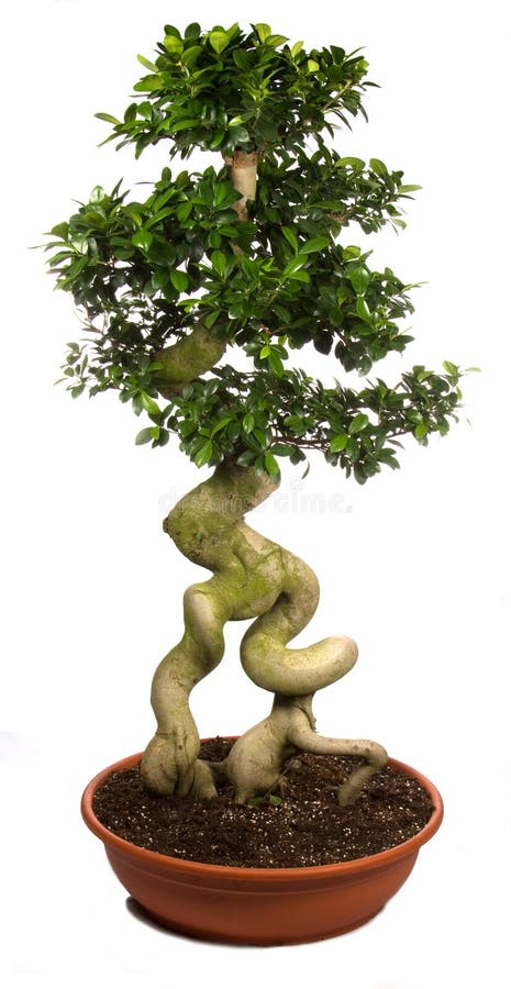 De boom van de bonsai stock afbeelding. Image of saldo - 16930407