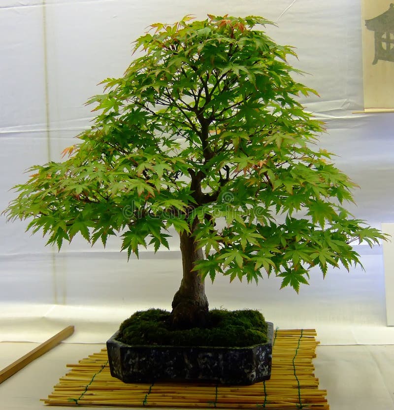 De boom van de bonsai stock foto. Image of gedetailleerd - 2543672