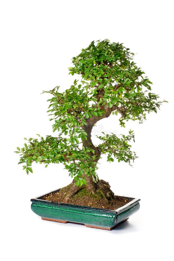 De boom van de bonsai stock afbeelding. Image of bloempot - 27529227