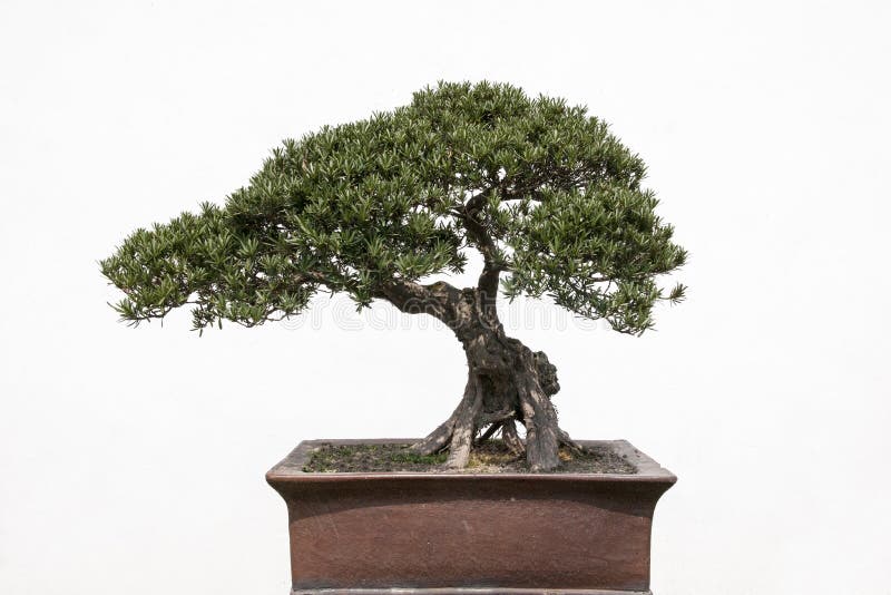De boom van de bonsai stock foto. Image of china, vietnam - 28101956