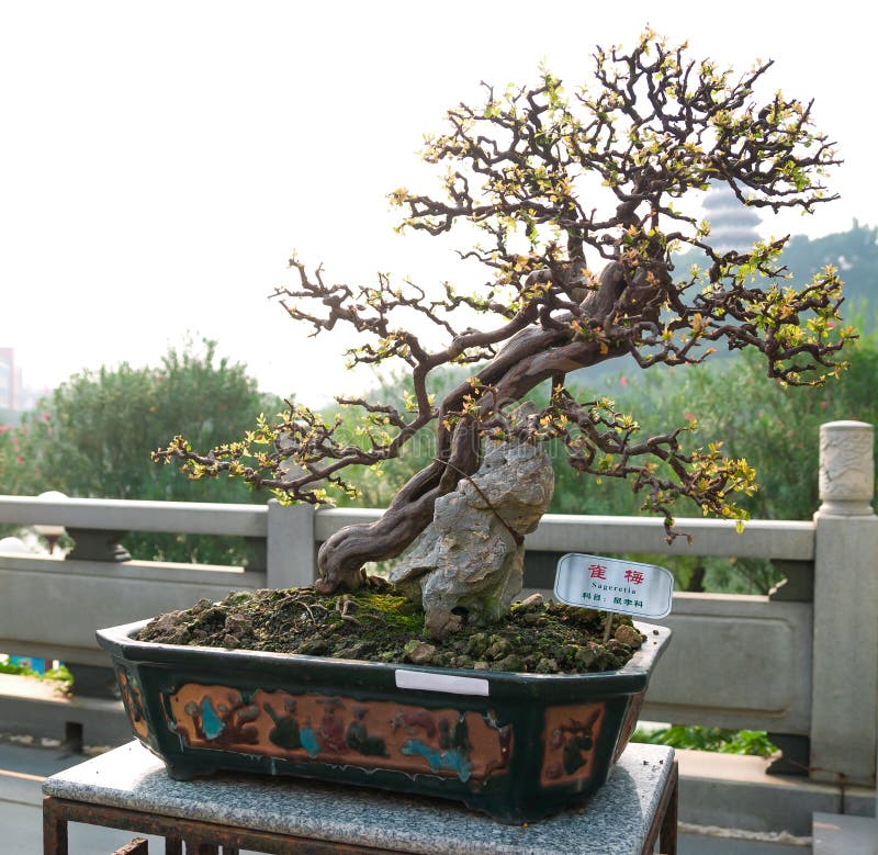 De boom van de bonsai stock foto. Image of azië, vorm - 30291088
