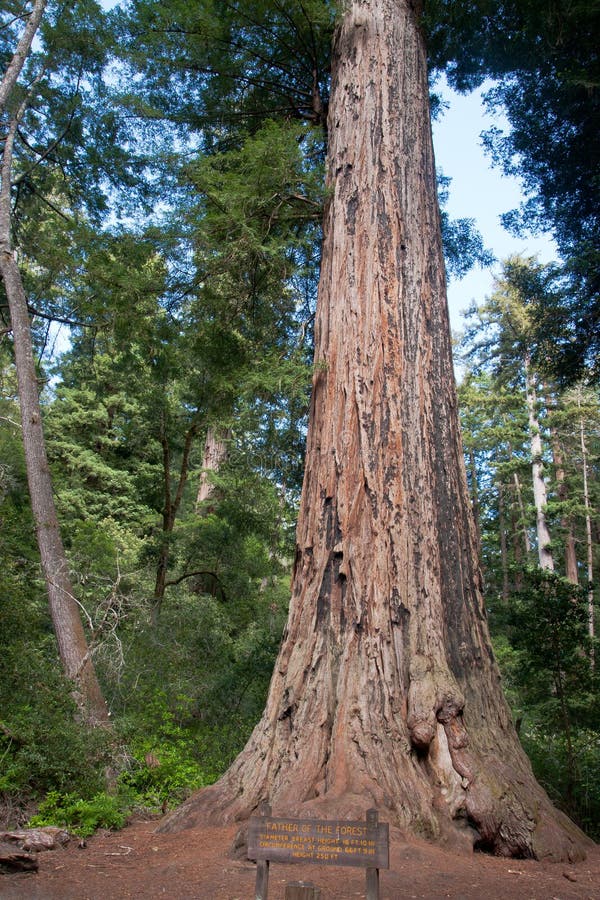 De Boom Van De Californische Sequoia Stock Foto - Image of francisco ...