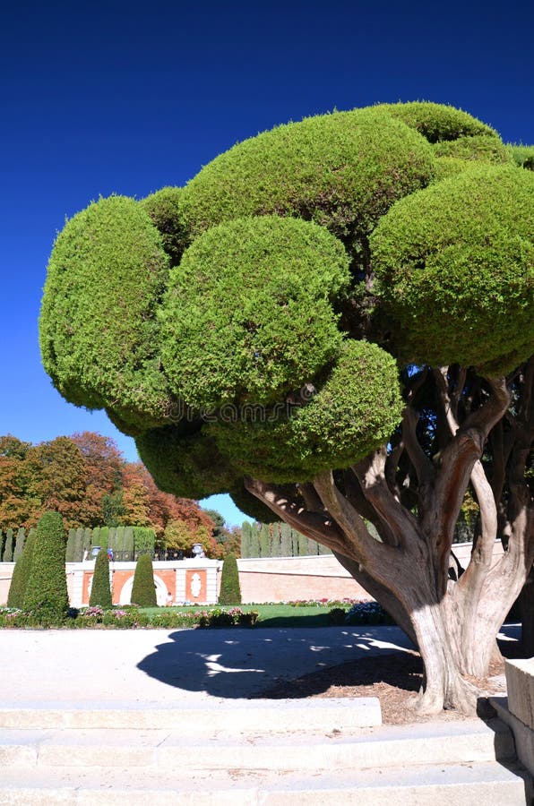De Boom Van De Cipres in Park Retiro in Madrid, Spanje Stock Foto ...