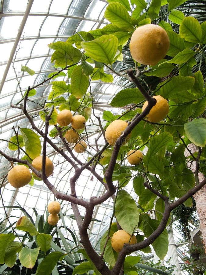 De boom van de citroen stock foto. Image of vrucht, citrusvrucht - 14713160