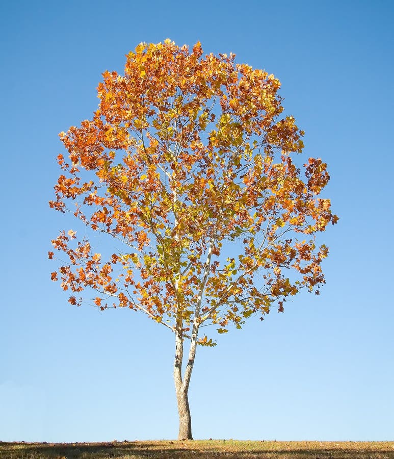 De Boom Van De Esdoorn Met Het Gebladerte Van De Daling Stock Foto ...