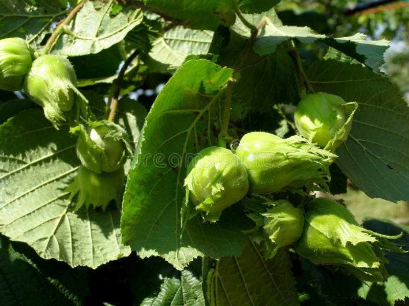 De boom van de hazelnoot stock afbeelding. Image of glans - 17972801
