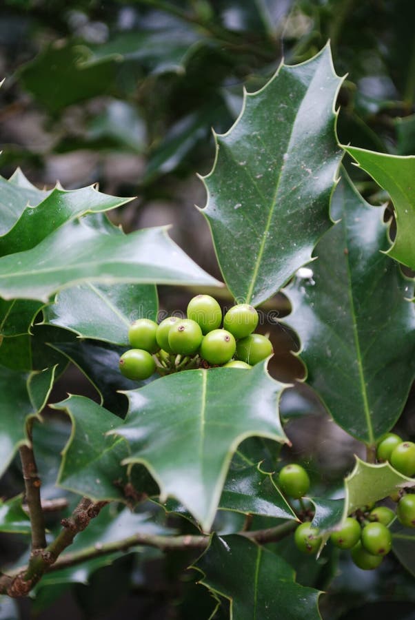 De boom van de hulst stock foto. Image of glanzend, bessen - 1277164