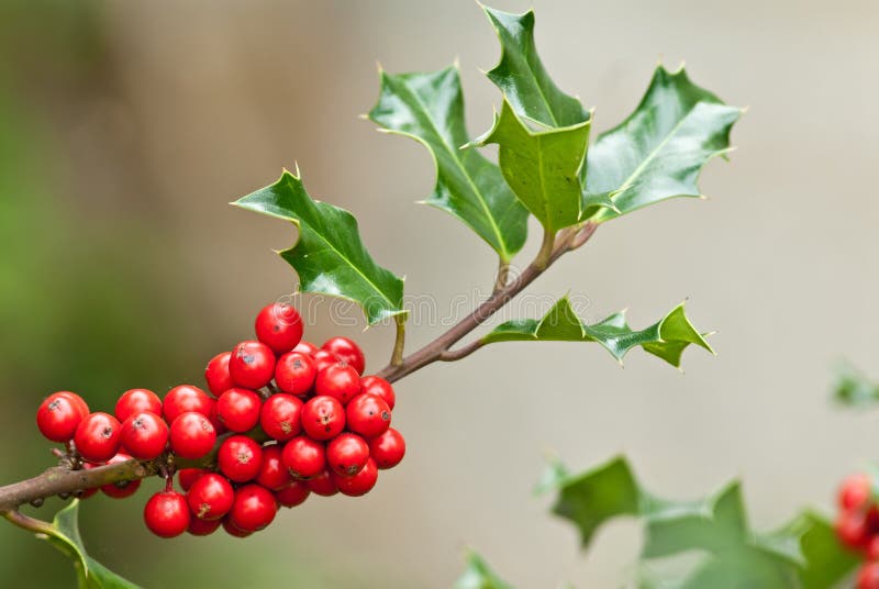 Hulst en Bessen stock foto. Image of installatie, stuifmeel - 4080308