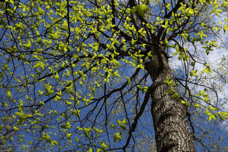 De Boom van de iep stock afbeelding. Image of landschap - 13933963