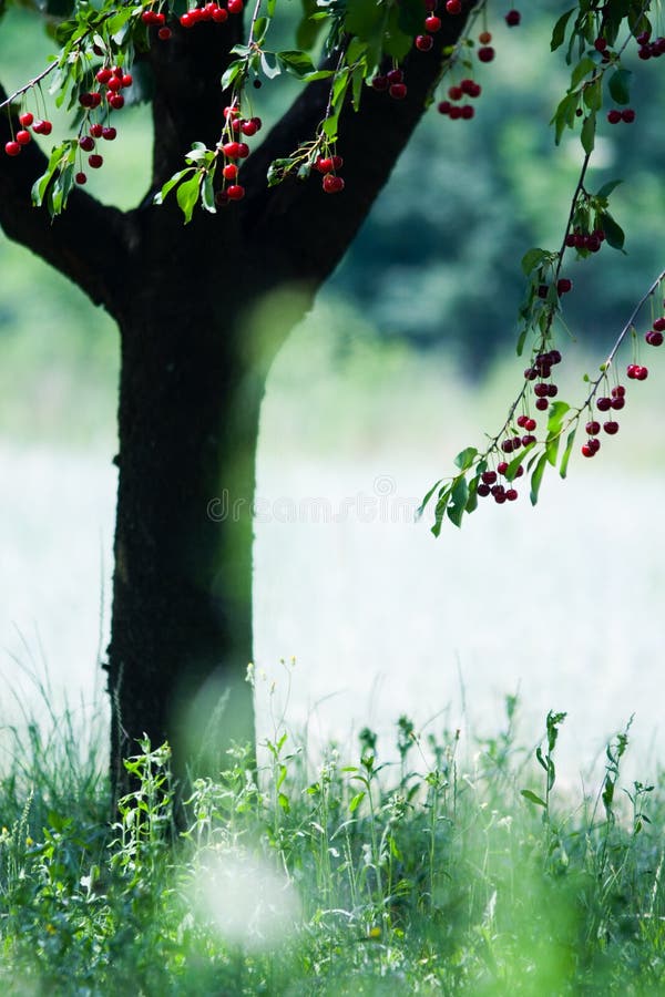 De boom van de kers stock foto. Image of gebied, weide - 2777524