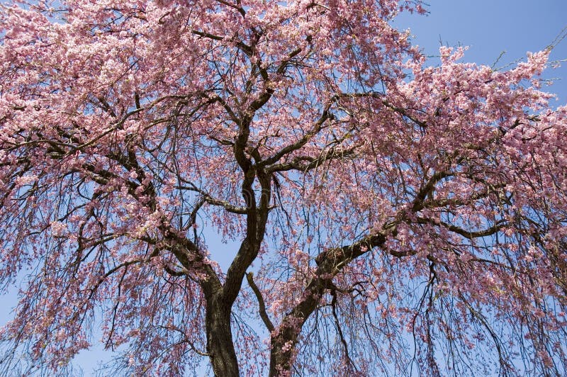 Kersenboom stock foto. Image of vreedzaam, japans, kers - 950138