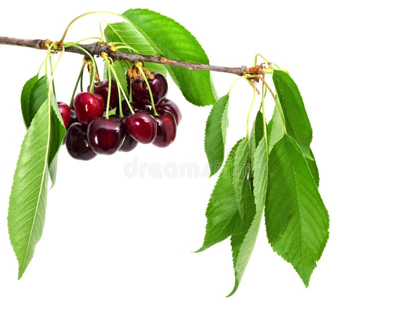 De Boom Van De Kers Met Vruchten En Bladeren Stock Afbeelding - Image ...